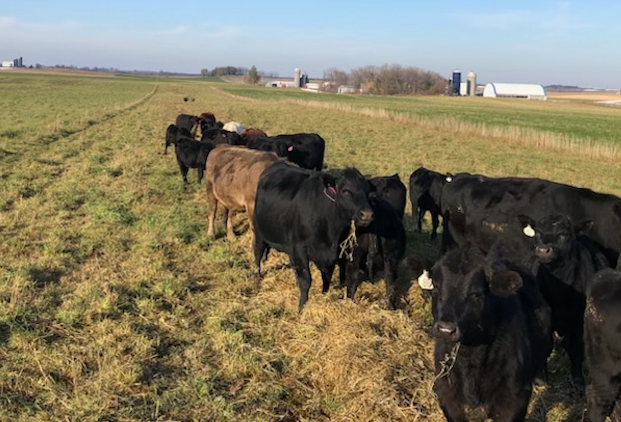 Lunch on the Pasture: Update from Farmer Craig - TC Farm