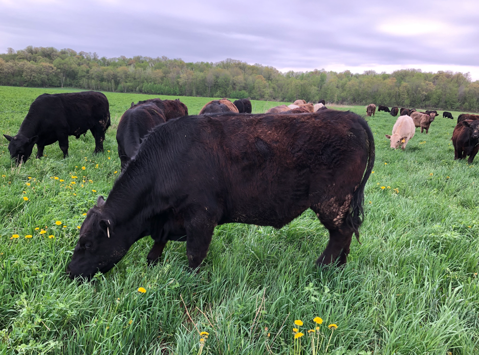 Rotational Grazing 101: How TC Farm Meat Makes a Positive Impact - TC Farm