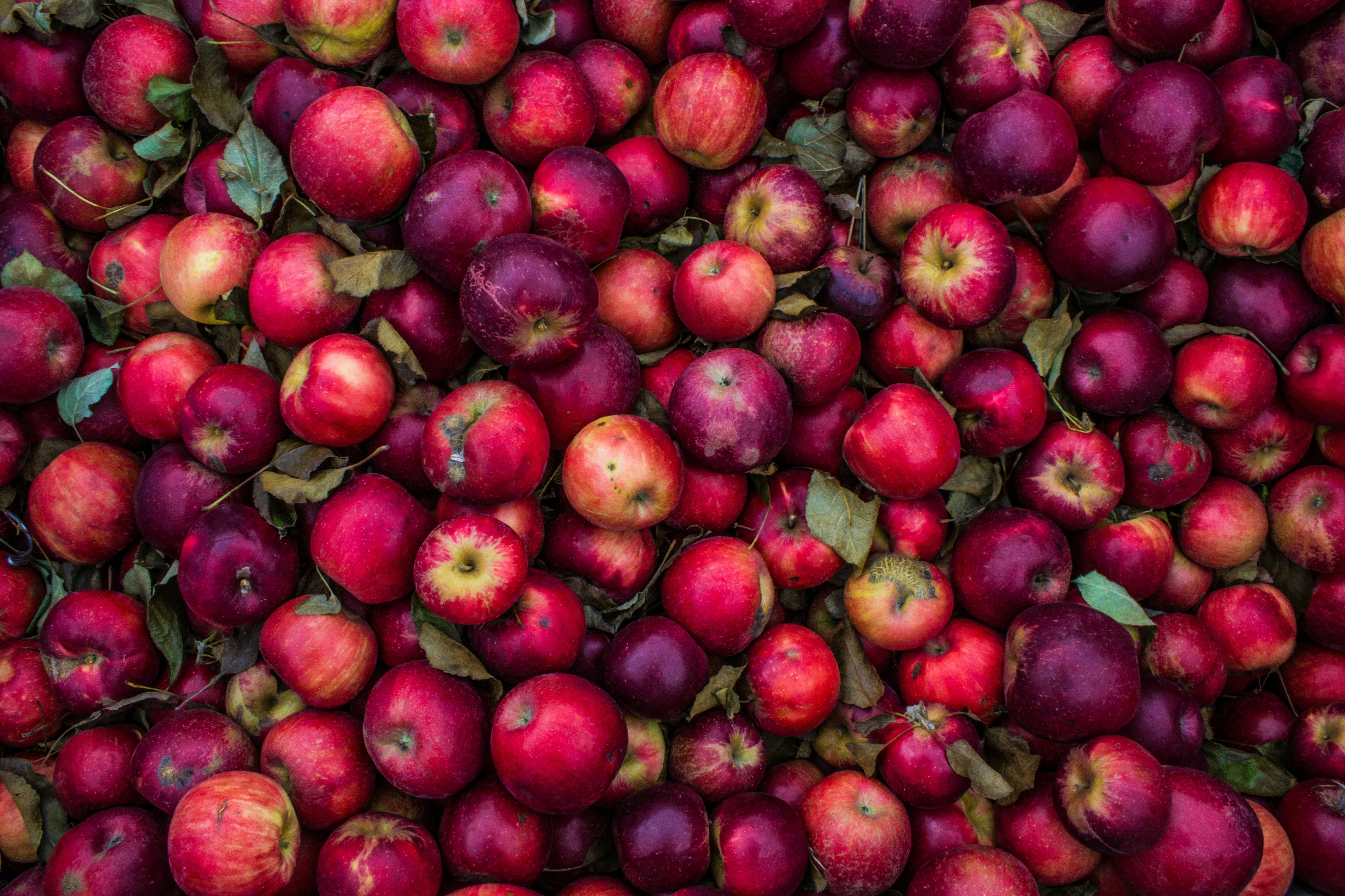 Local, Organic Minnesota Apples - TC Farm