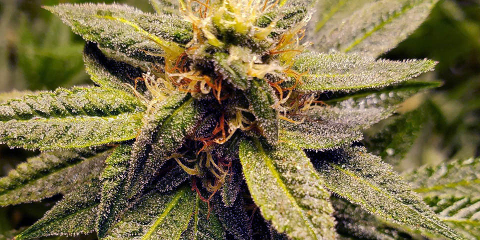 The Complete Autoflower Grow Guide: From Seed to Harvest in 10 Weeks ...