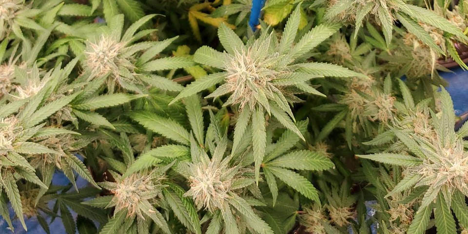 Top 10 Most Asked Cannabis Questions in 2025 - Waterbeds 'n' Stuff