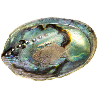 Large Abalone Shell Smudging Bowl | Smudge Bowl