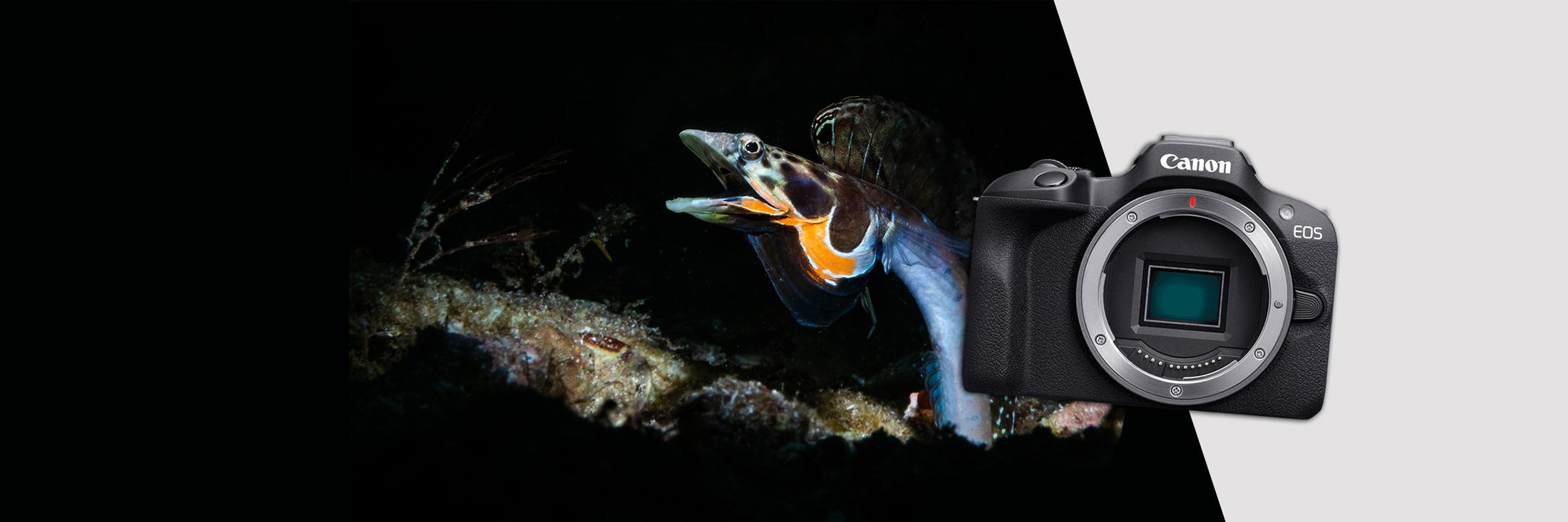 Bluewater Photo | Shoot, Learn, Explore