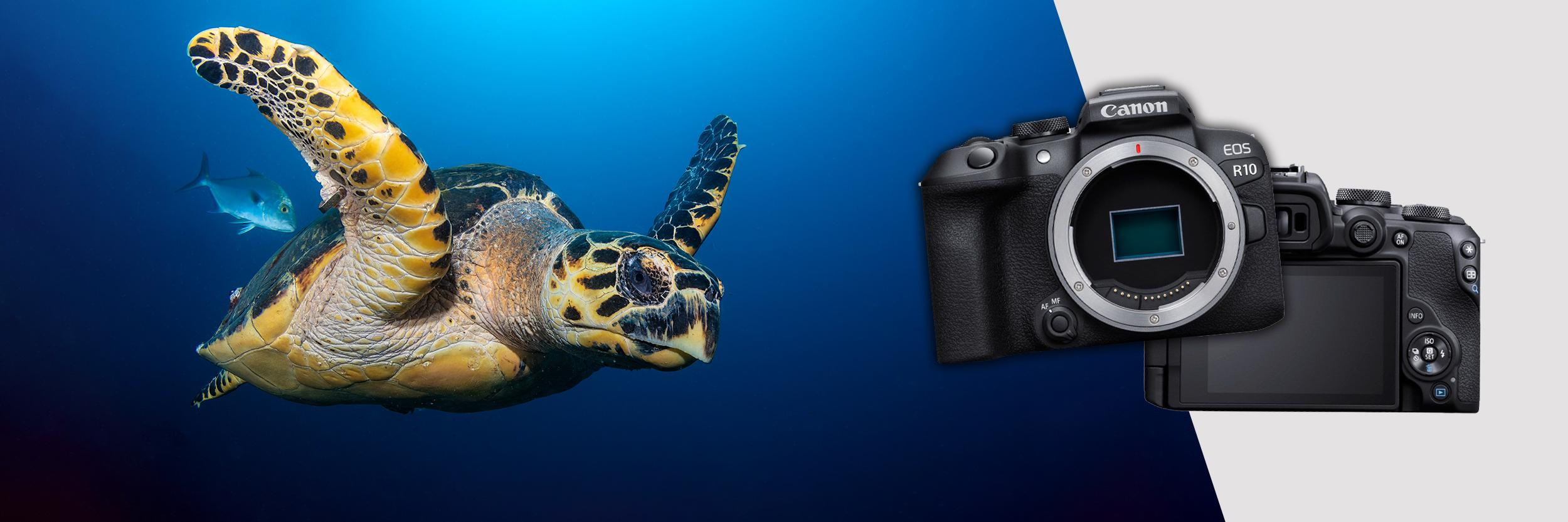 Bluewater Photo | Shoot, Learn, Explore