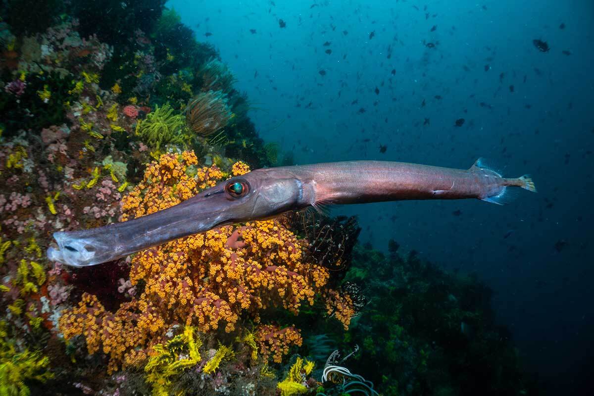 Fourth Element Tech Fin (Military Spec)
