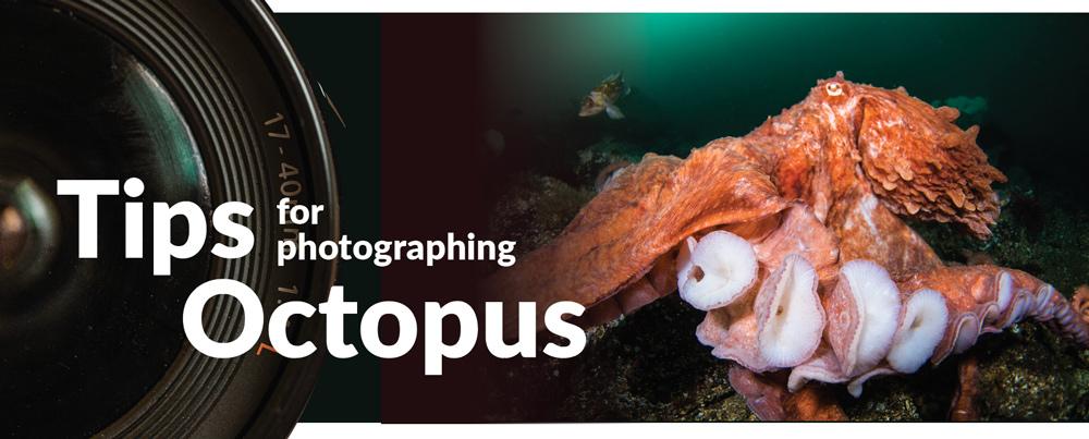Tips for Photographing Octopus - Bluewater Photo