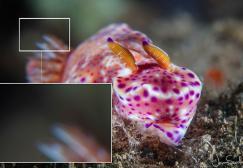 Top Stay-at-Home Tutorials for Underwater Photography - Bluewater Photo
