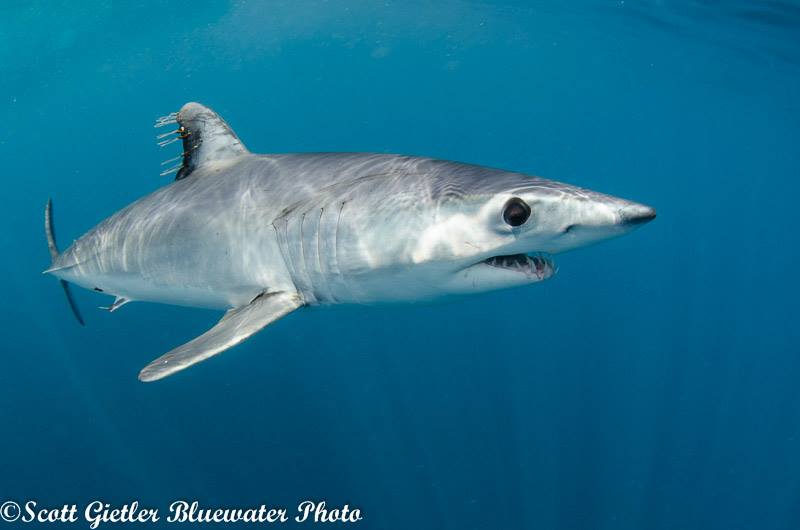 Photos from our Shark Trips - Bluewater Photo