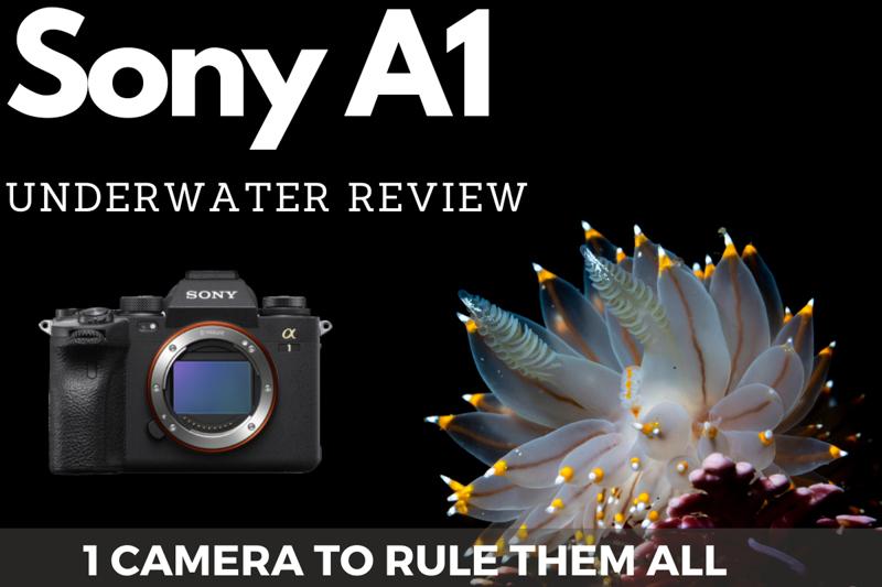 Sony A1 Underwater Review - Bluewater Photo