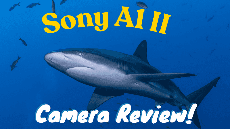 Sony A1 II Underwater Review - Bluewater Photo