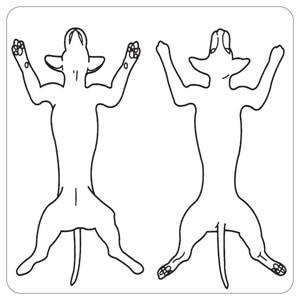 Canine Examination Record Label | 2-1/2" x 2-1/2", 320/Roll