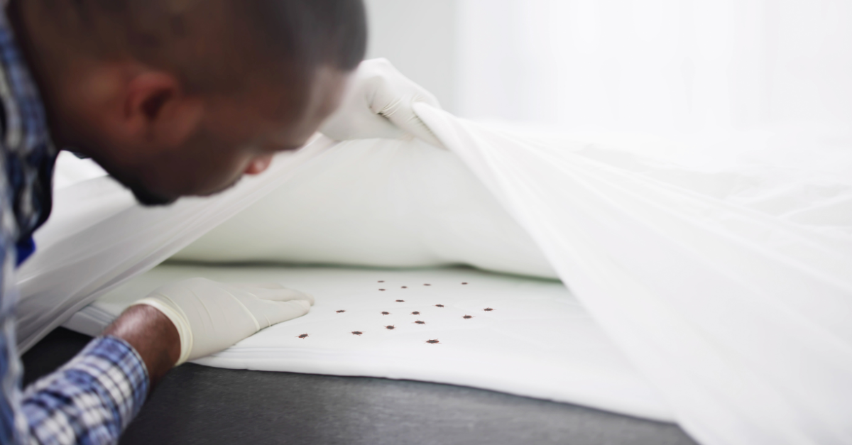 How to Avoid the Bed Bug Epidemic - queenb