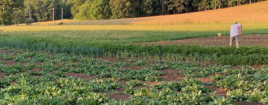 Sustainable Herb Cultivation for Traditional Chinese Medicine - Five ...