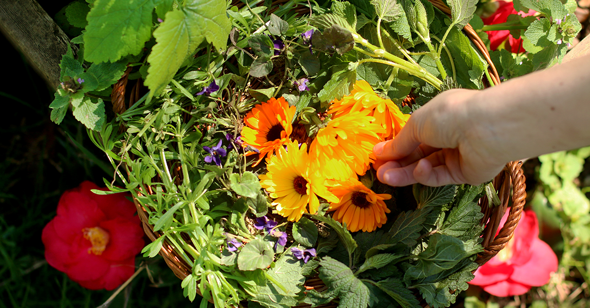 Spring Equinox Rituals, Health Tips & Recipes - Five Flavors Herbs