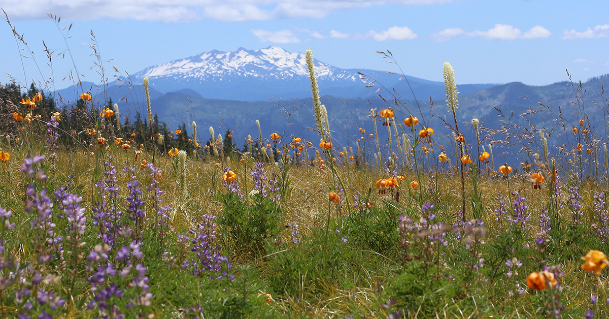 TCM Remedies for Spring Wellness - Five Flavors Herbs