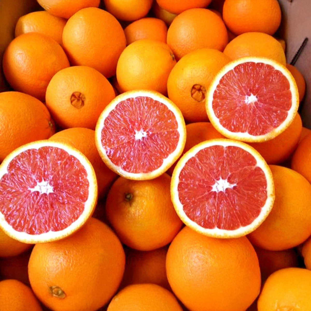 Red Navels - Jennings Citrus