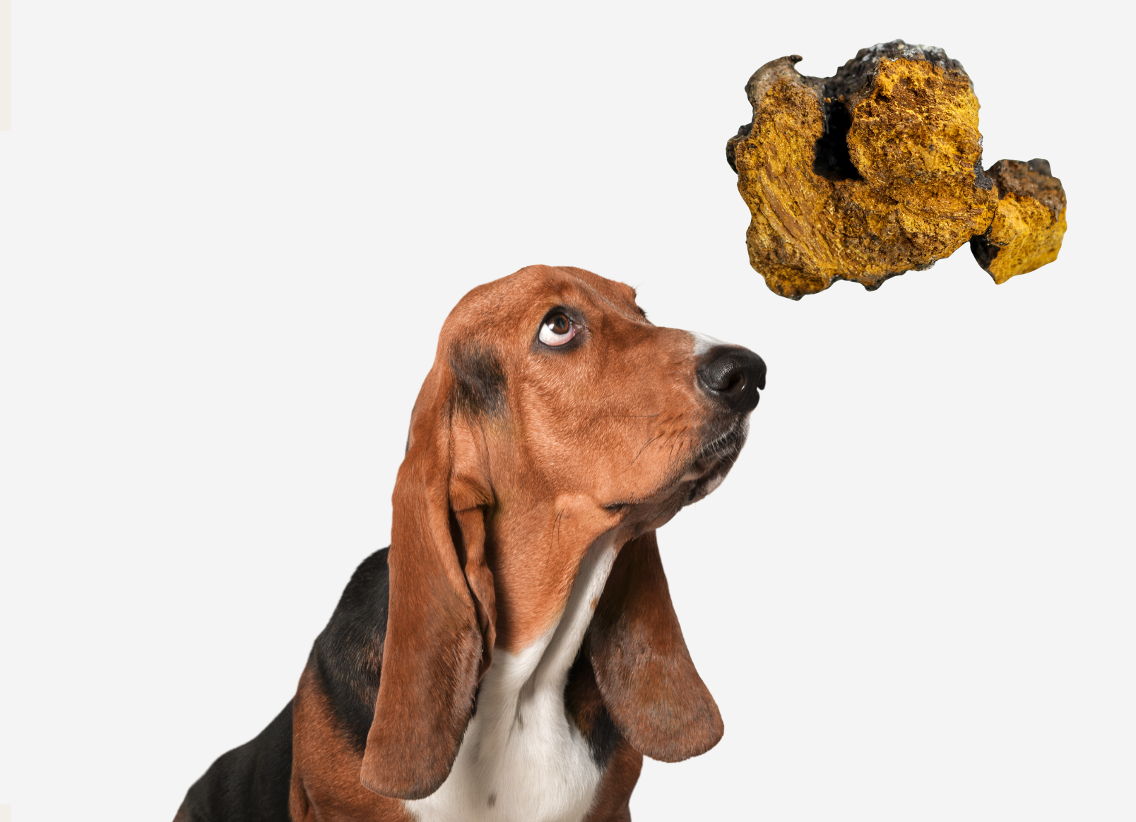 Mushroom of the Month: Chaga - Well-Pet Dispensary
