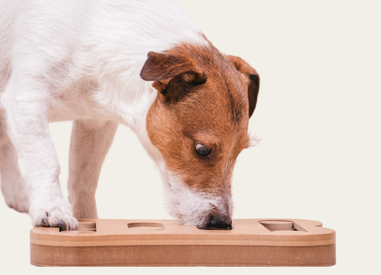 Bored Pet? Add Excitement to Their Day! - Well-Pet Dispensary