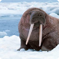 Made in USA Reusable Custom Imprinted Cold Packs, Ice Packs, Gel Packs