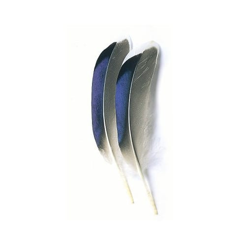 Mallard Blue Wing Quills - Mid Antrim Angling Centre