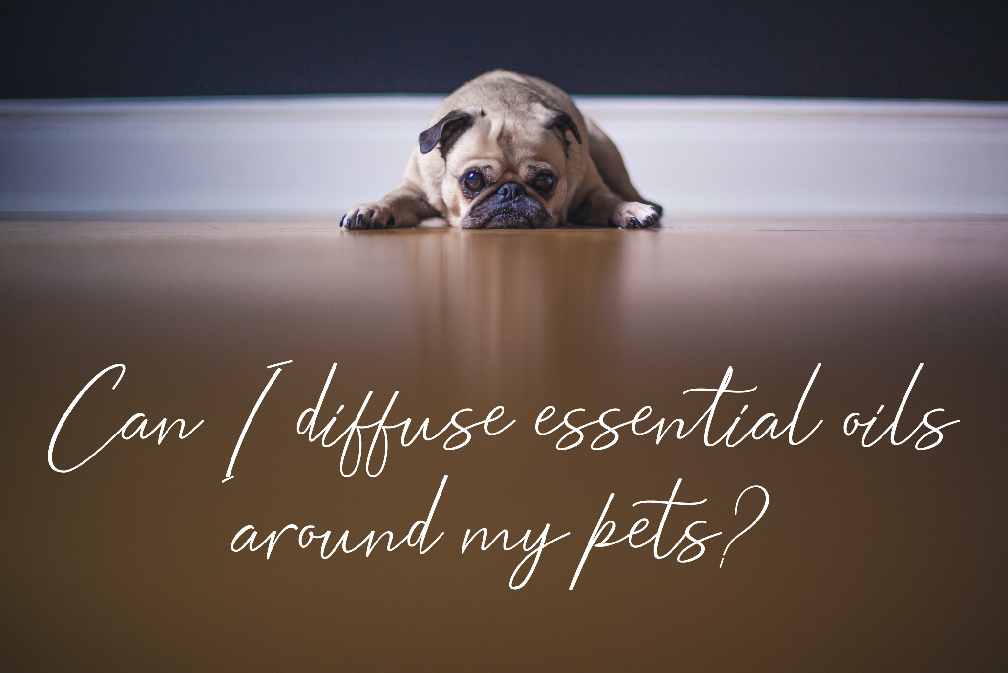 Your Questions, Answered: Can I Diffuse Oils Around My Pets? - iVIVA