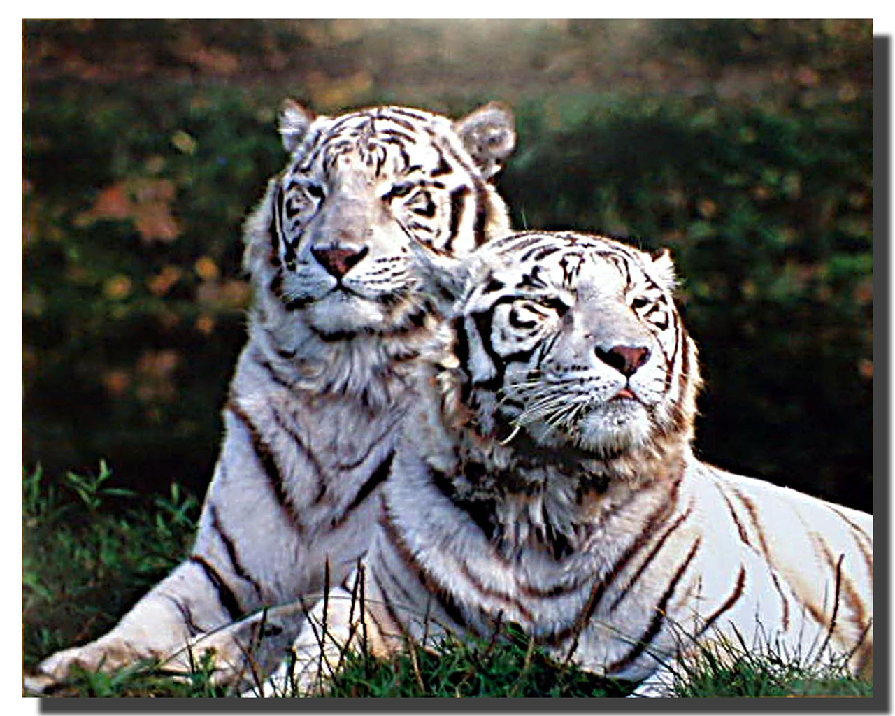 White Bengal Tigers Poster | Animal Posters | Tiger Posters