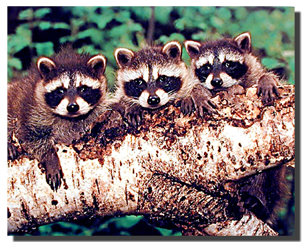 Three Raccoons Poster | Animal Posters