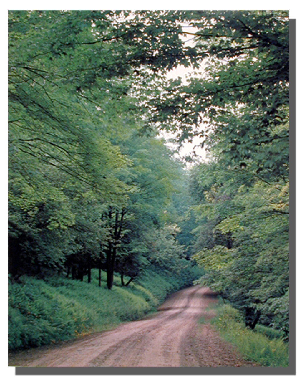 Forest Road Poster | Nature Posters | Landscape Posters