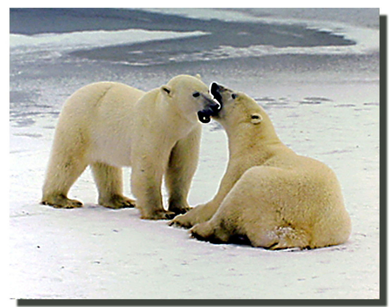 Polar Bear Poster | Animal Posters | Bear Posters