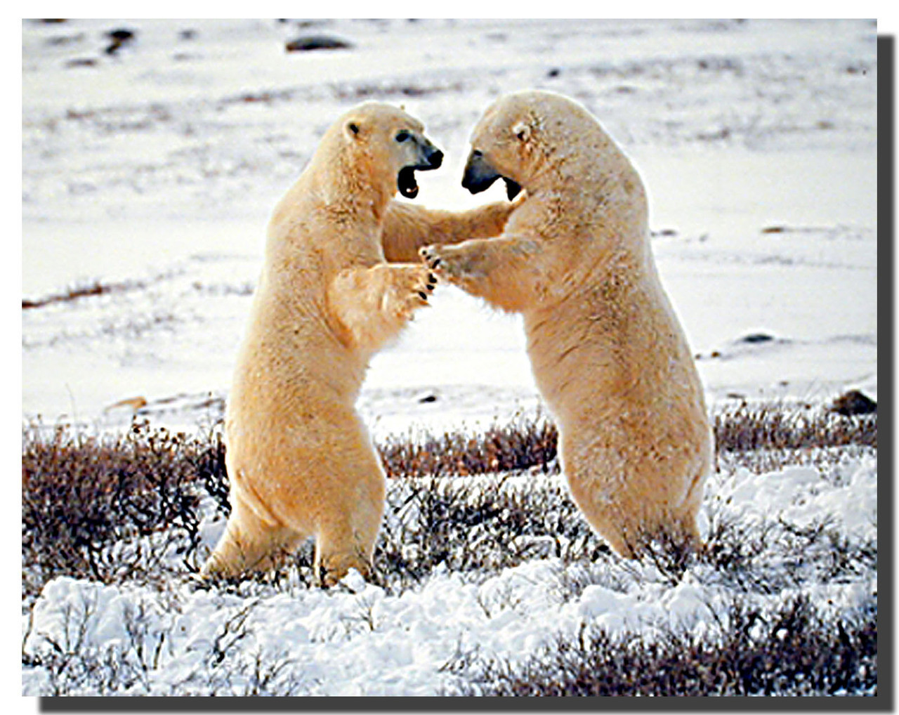 Polar Bears Fighting Poster | Animal Posters | Bear Posters