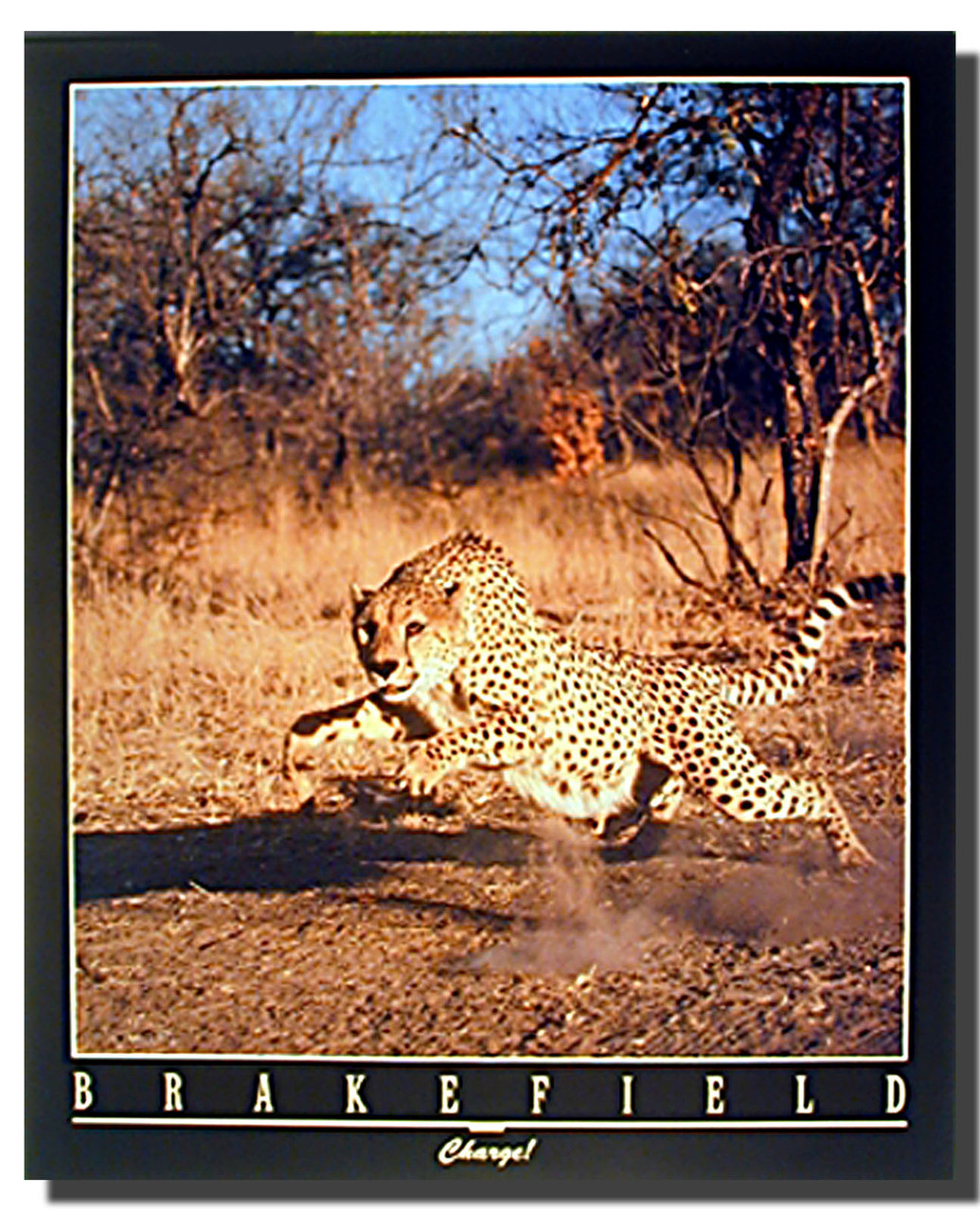 Charging Cheetah Print and Poster | Animal Posters | Cheetah Posters