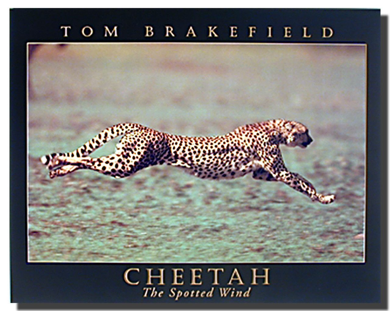 Cheetah Poster - The Spotted Wind | Animal Posters | Cheetah Posters