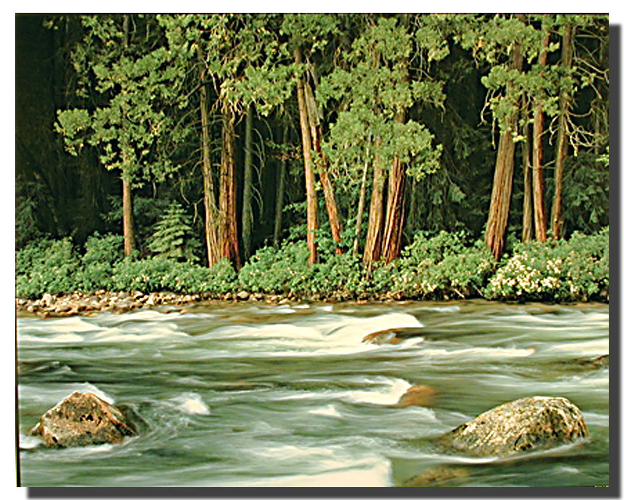 Forest River Poster | Nature Posters | Landscape Posters