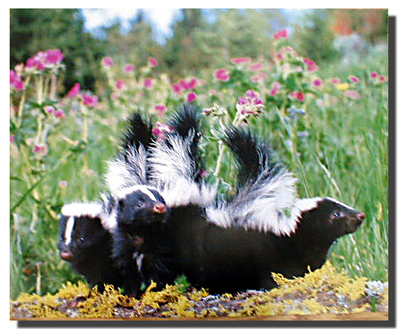Striped Skunk Kits Poster | Animal Posters