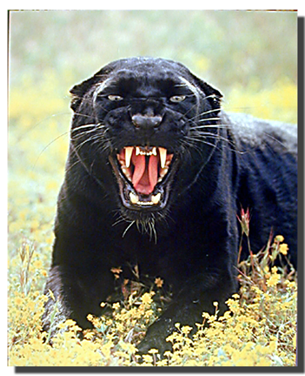 Snarling Panther Poster | Animal Posters