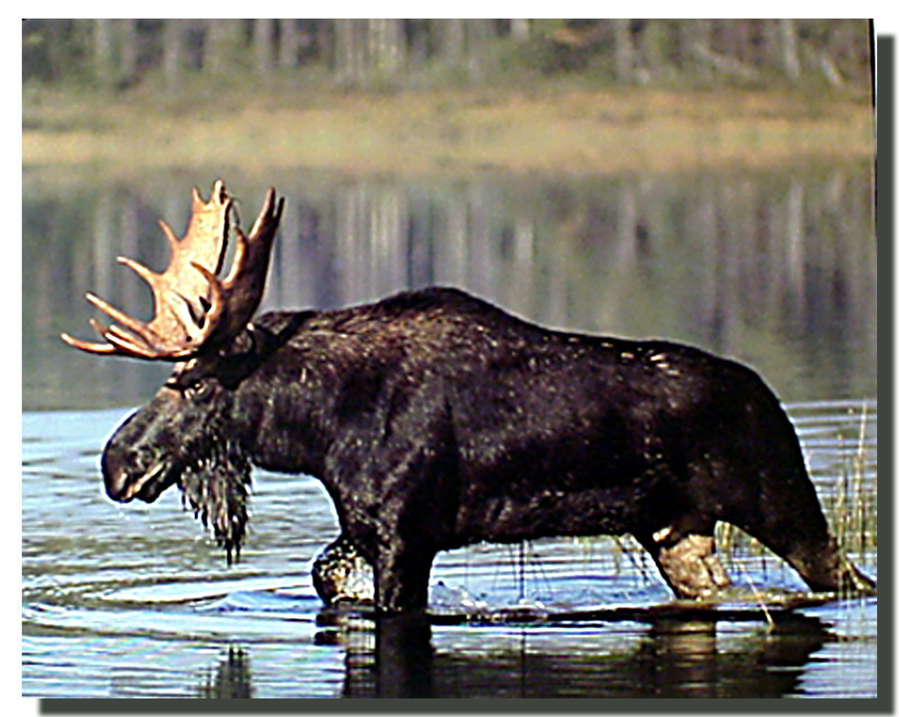 Moose Poster | Animal Posters