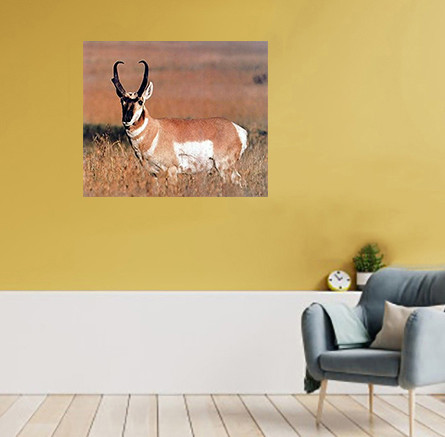 Pronghorn Antelope Poster | Animal Posters