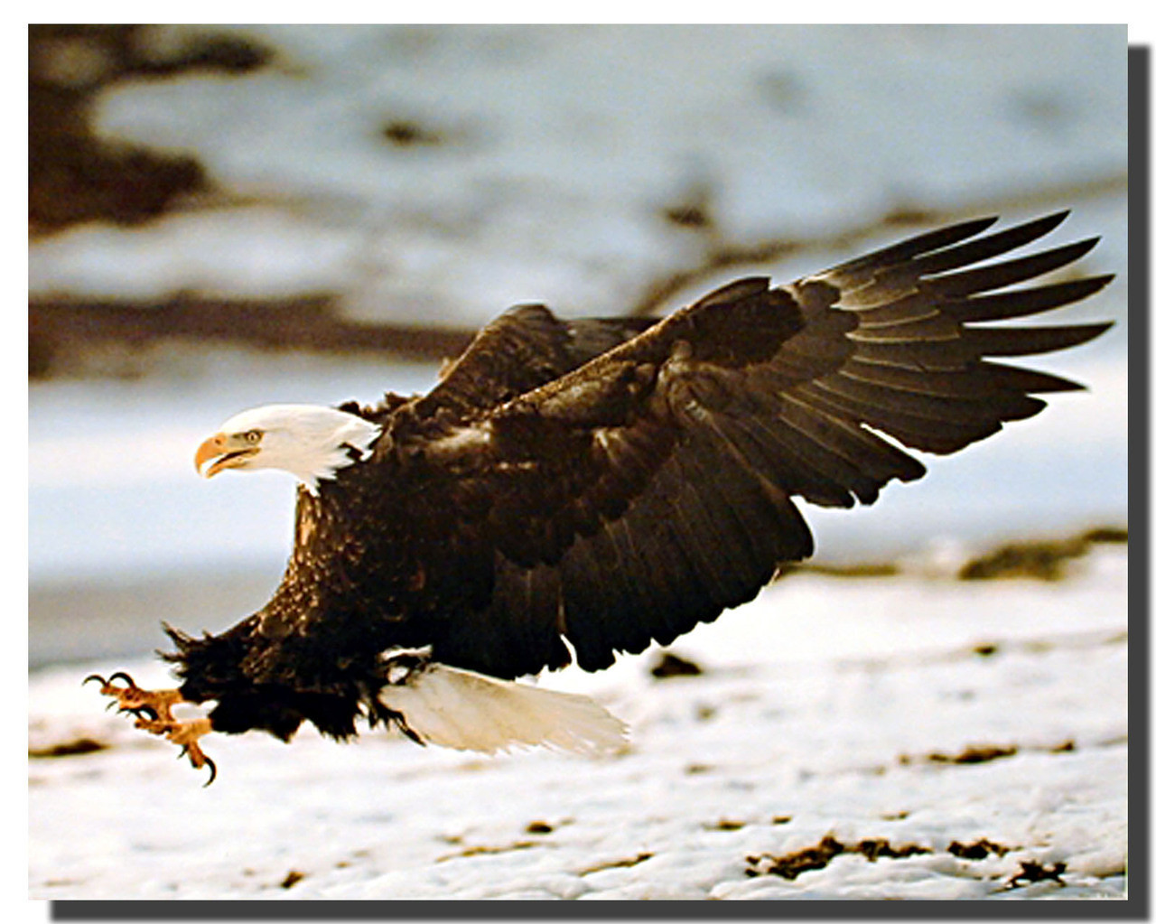 Bald Eagle Pouncing Poster - Impact Posters Gallery