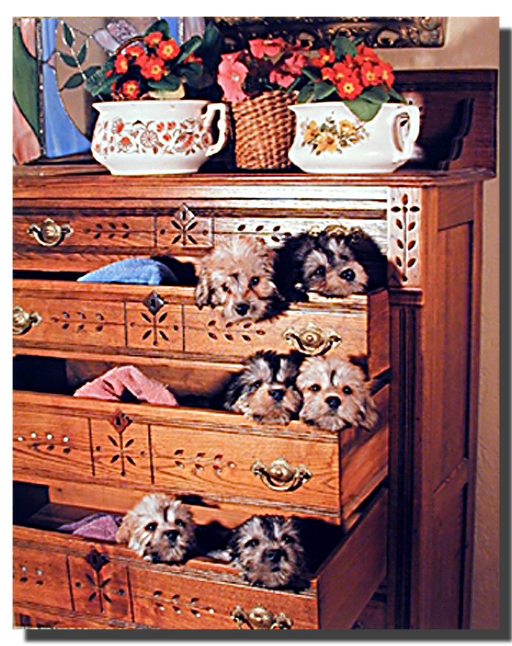 Dogs Poster - Drawers | Animal Posters | Dog Posters