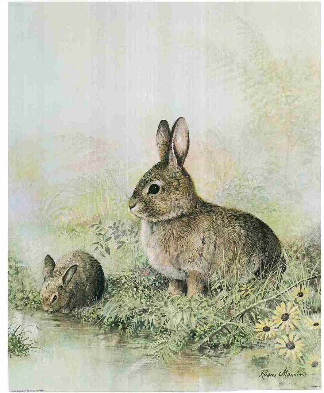 Cute Rabbit Animal in River | Animal Posters