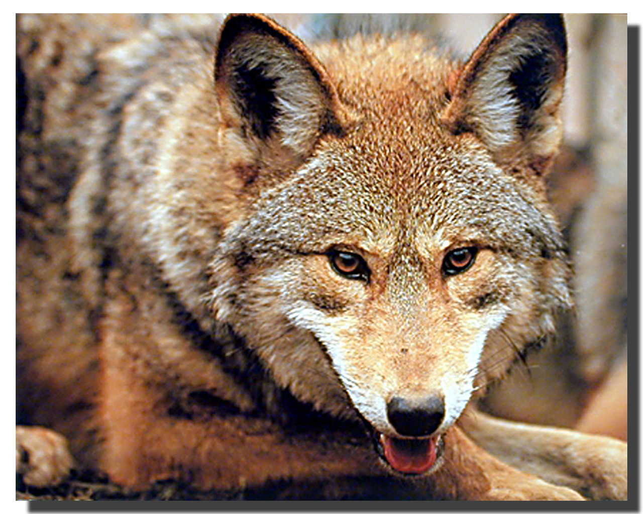 Red Wolf Poster | Animal Posters | Wolf Posters