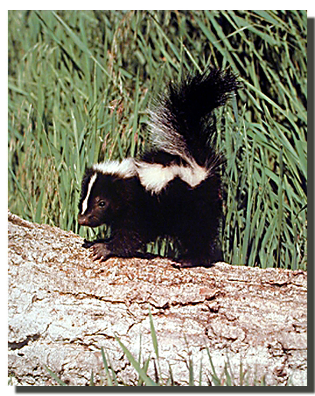 Skunk Poster | Impact Posters Gallery