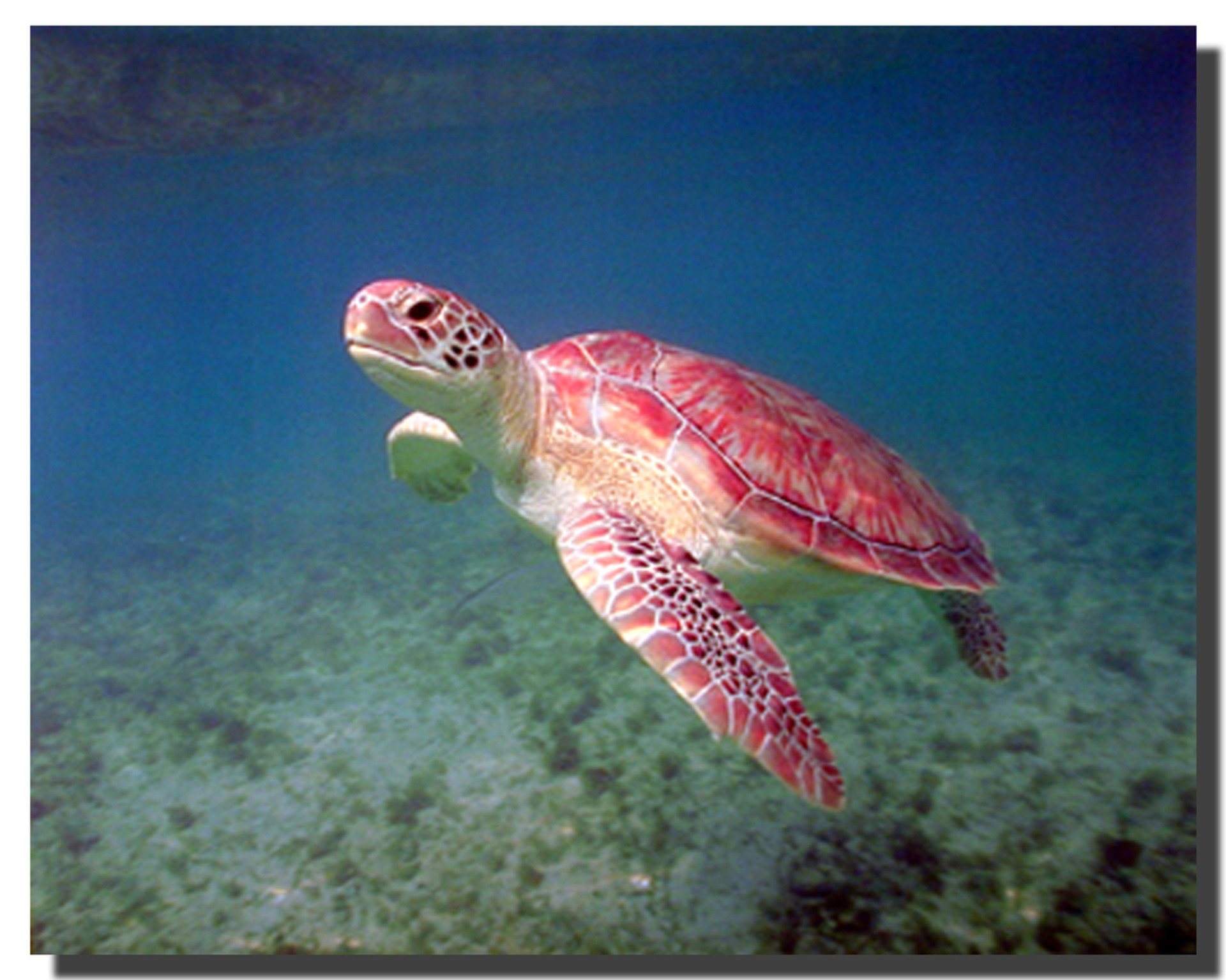 Green Sea Turtle Poster Animal Posters Green Sea Turtle Poster Animal Posters