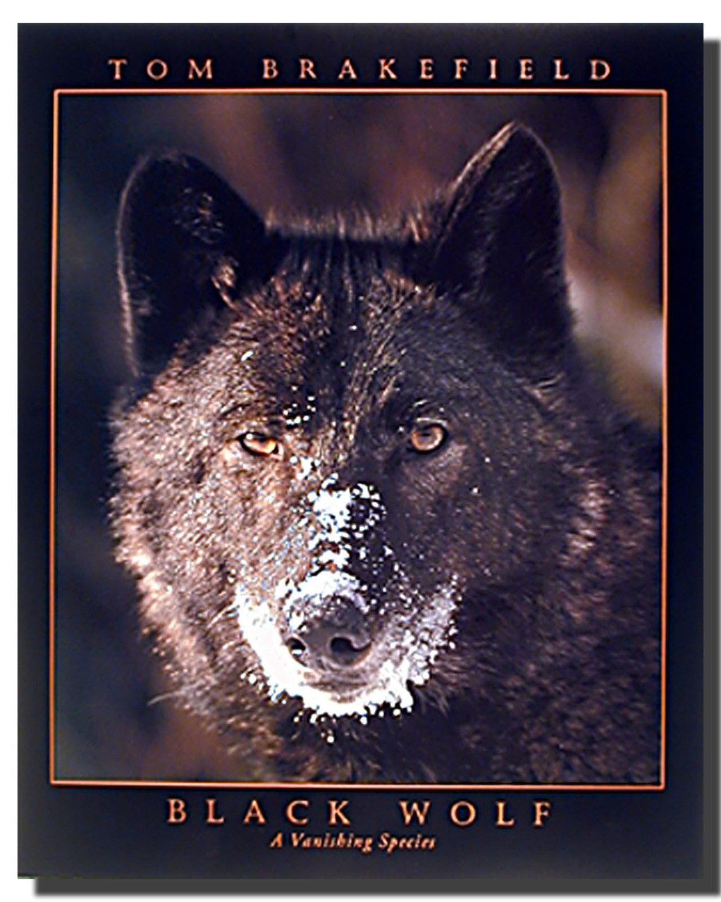 Black Wolf Poster | Animal Posters | Wolf Posters