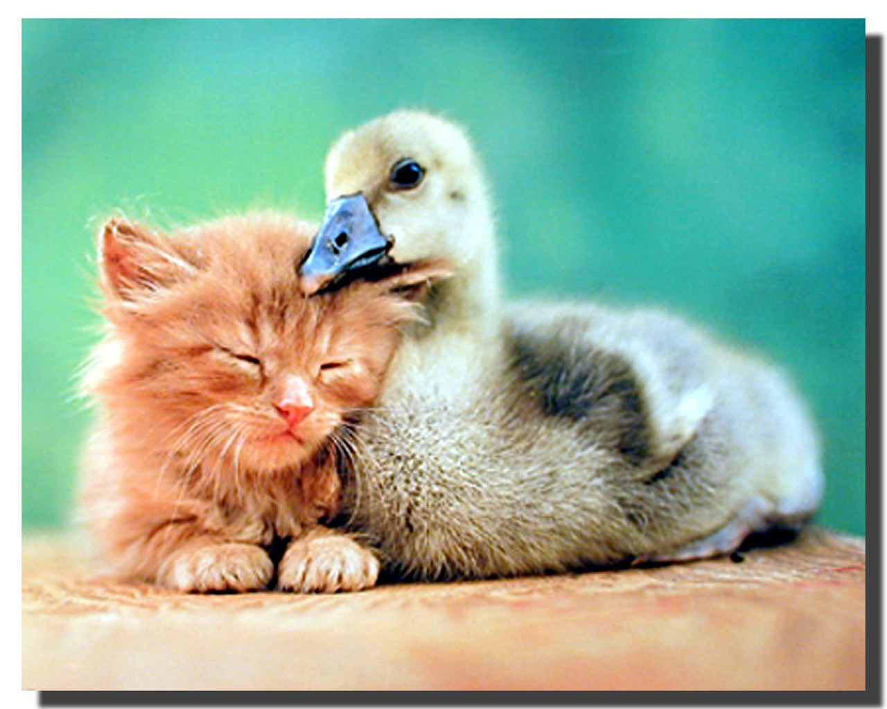 Cat and Duck Friends Poster | Animal Posters
