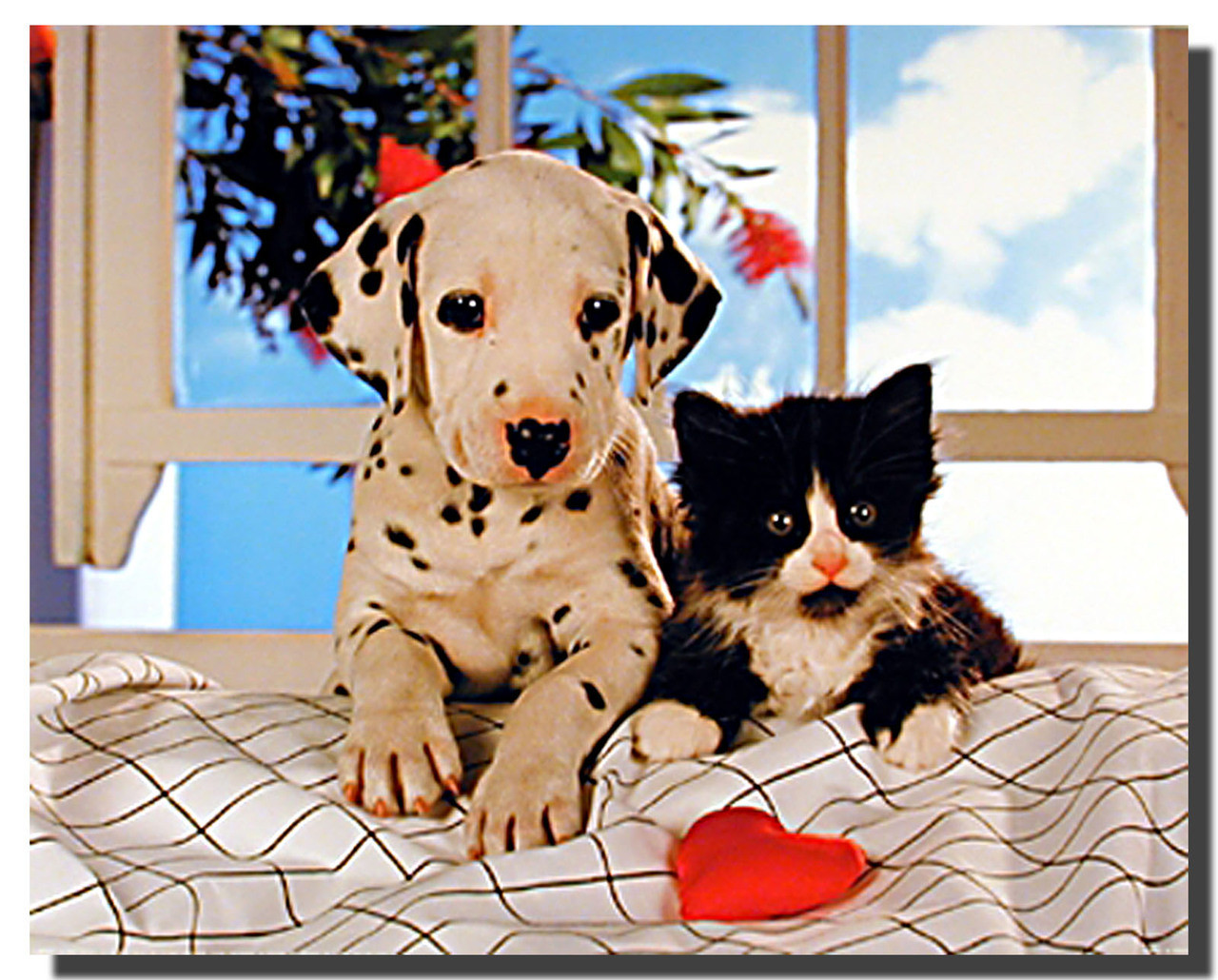 Dalmation Pup & Kitten Poster | Animal Posters | Cat Posters | Dog Posters