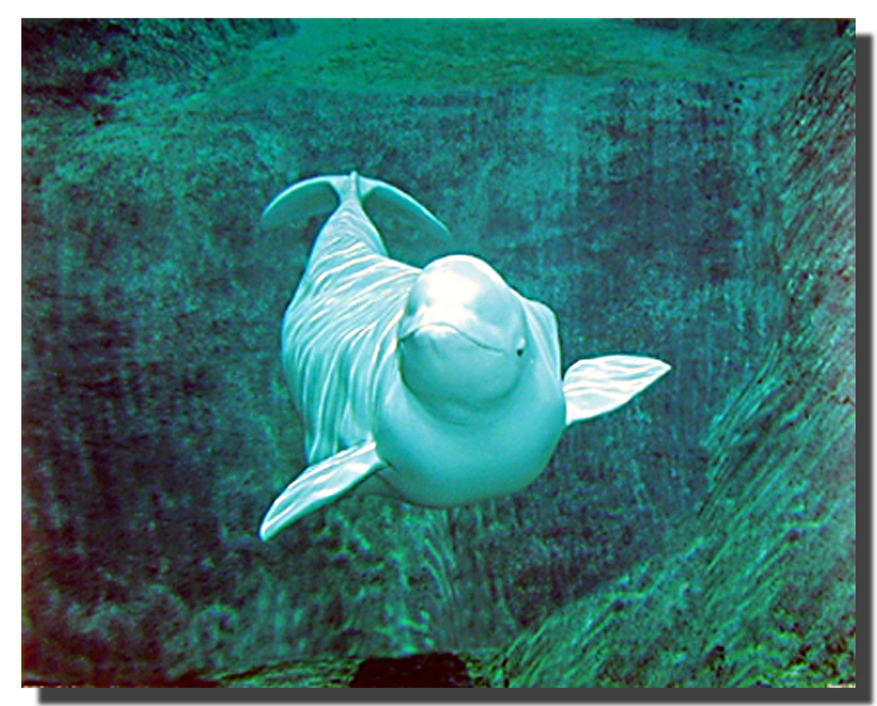 Beluga Whale Poster | Animal Posters