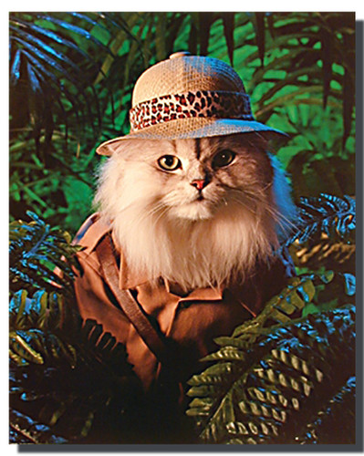 Safari Cat Poster | Animal Posters | Cat Posters