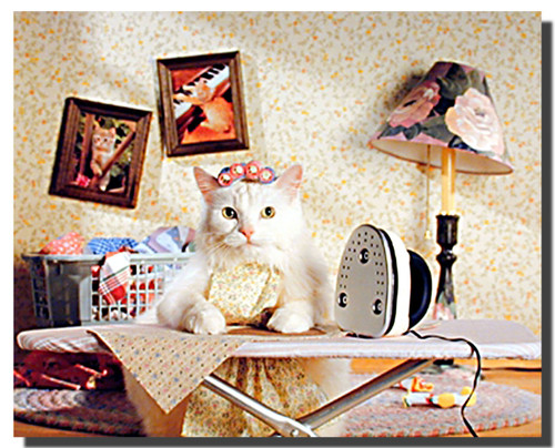 House Cat Poster | Animal Posters | Cat Posters