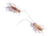 Pinhead Crickets